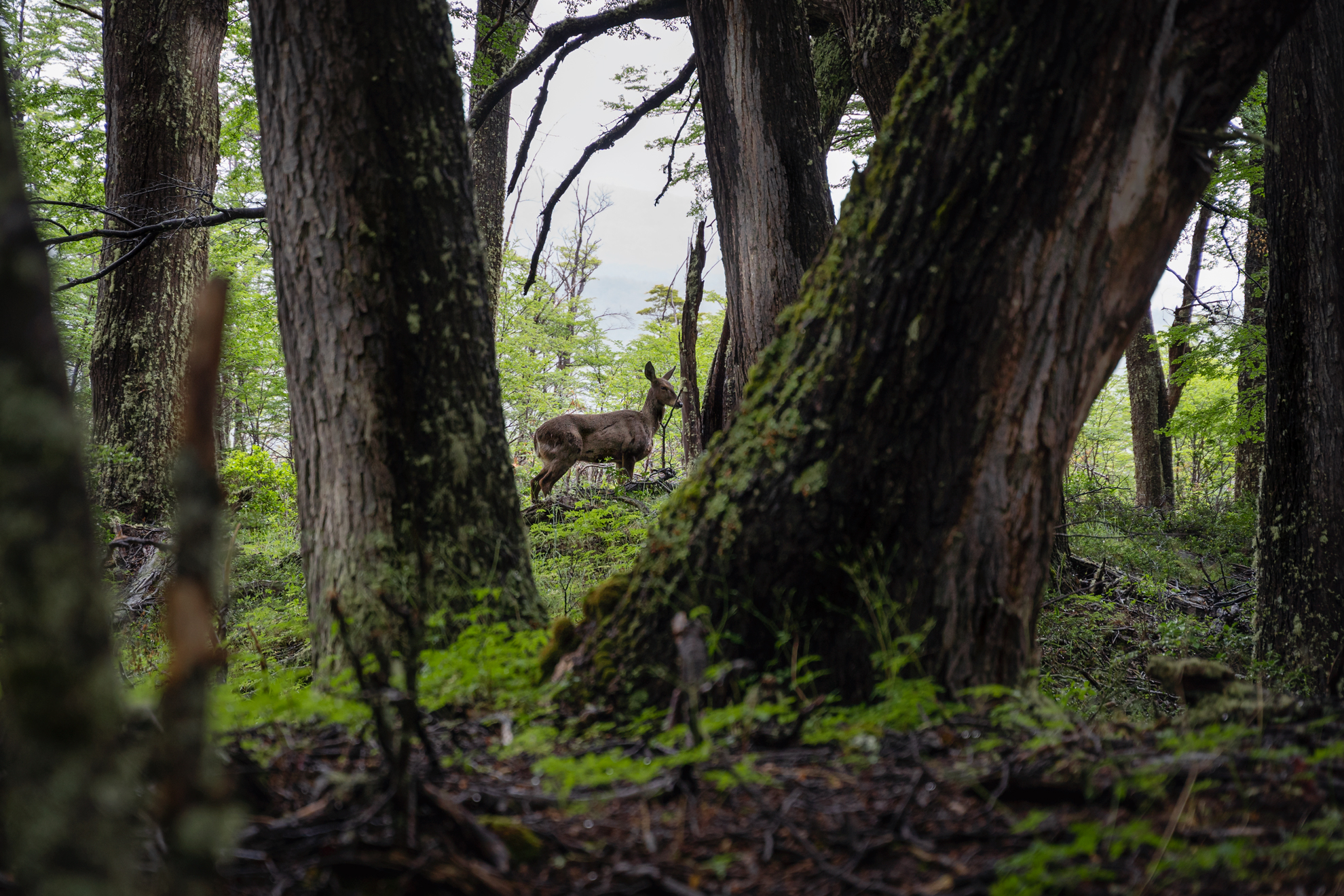Galería – Daniel Astudillo
